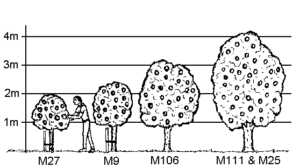 The Orchard Master How to choose the best rootstock for your orchard ...