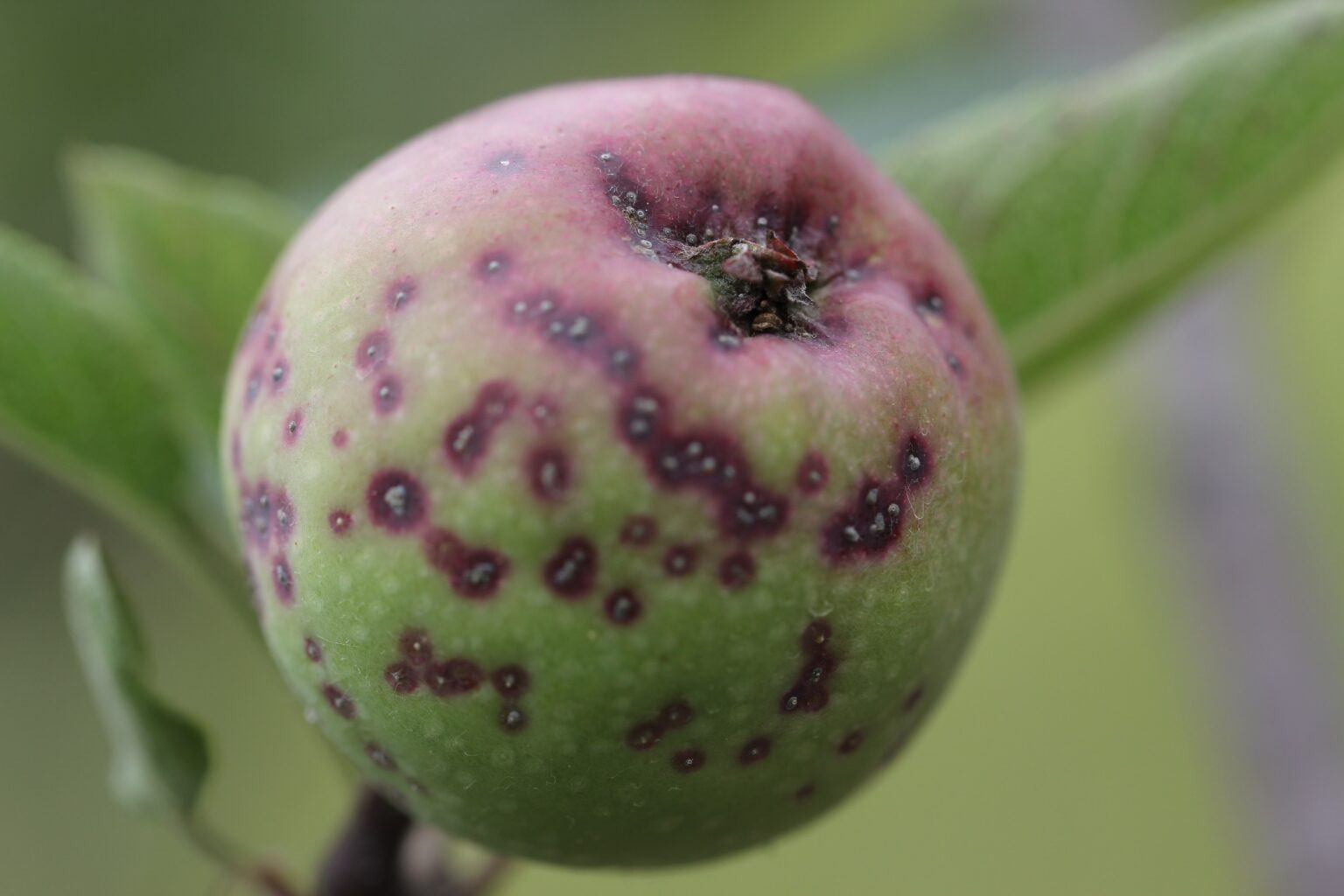 Common Apple Tree Pests and How to Manage Them - The Orchard Master